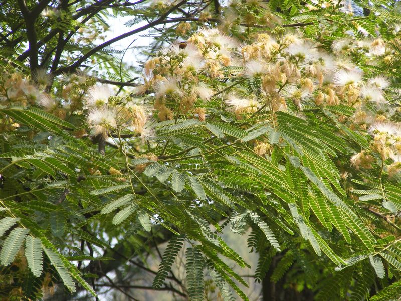 Albizia Odoratissima Eflora Of India